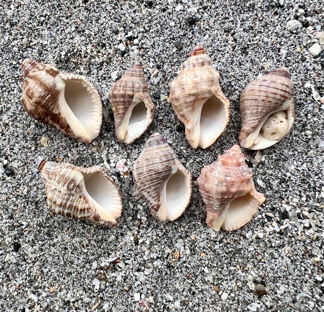 Rock Snail Shells- 7 Shells, East Coast Shells, Ethically Hand ...