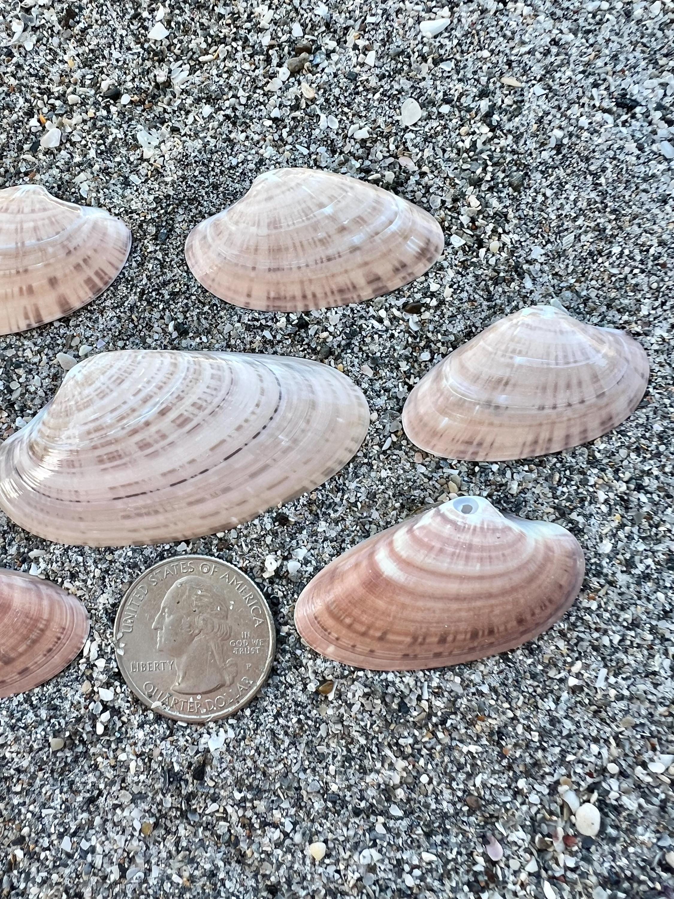 Sunray Venus Clam Shells- 7 Seashells, Craft Shells, Ethically Hand ...