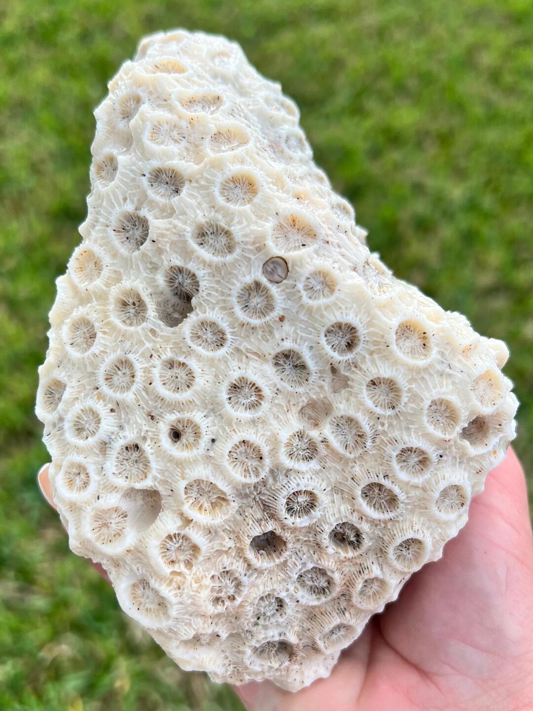 One Large Chunk of Florida Coral- Ethically Hand Collected in Florida ...