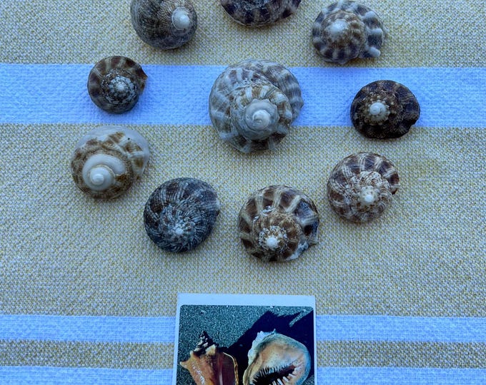 The “sanibel Six” Shells - Etsy