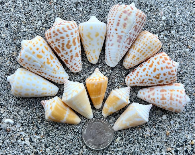 Large Batch of Cone Shells- 8 Alphabet Cones, 5 Florida Cones, Gulf ...