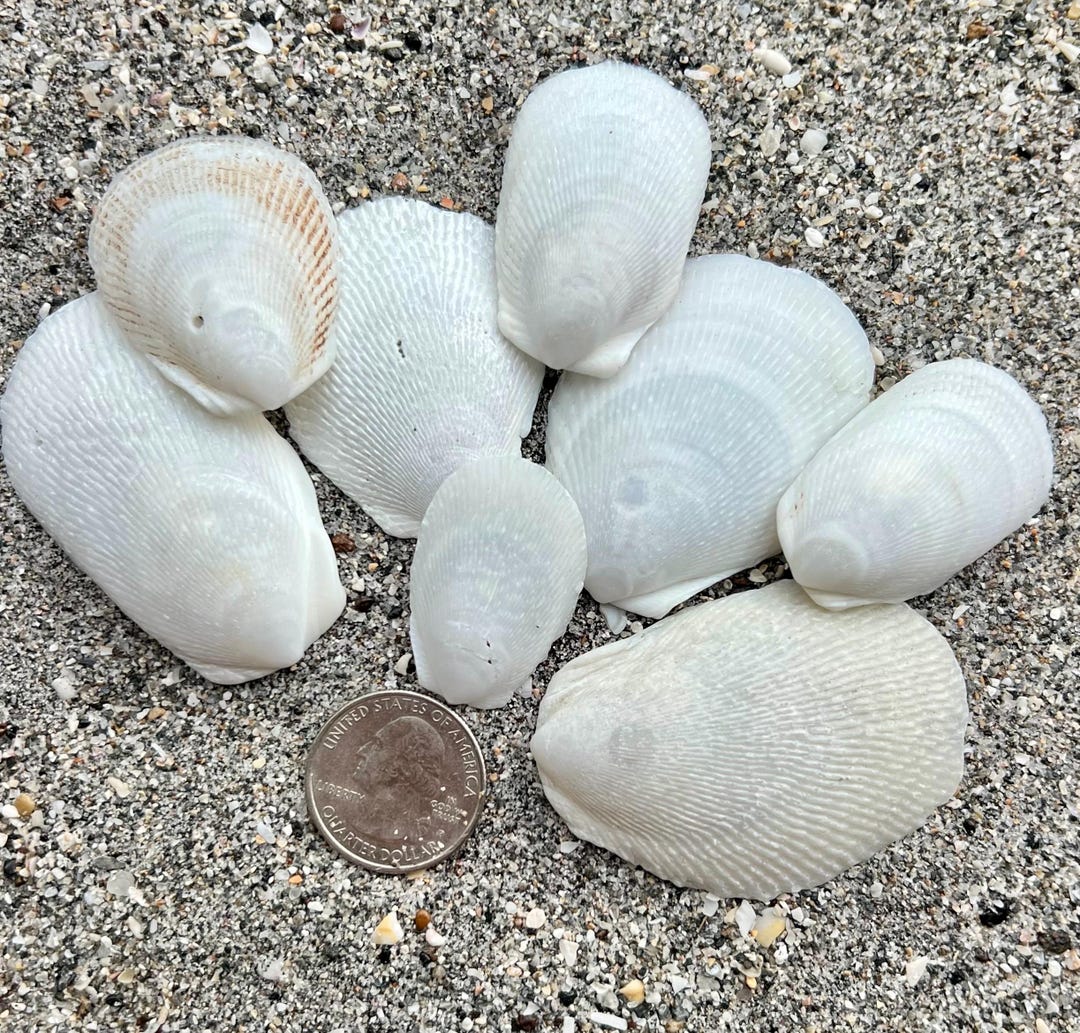 File Clam Shells- 8 Bivalves, East Coast Shells, Ethically Hand ...