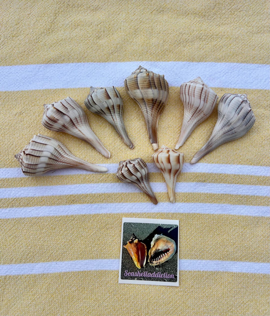 Lightning Whelk Seashells, Florida Shells- Lot of 8 - Etsy