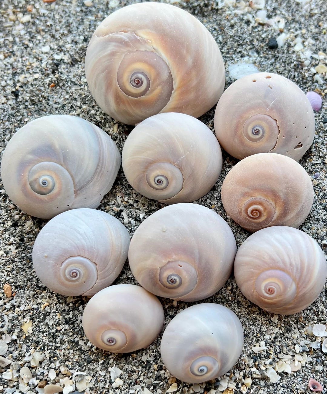 Shark Eye (moon Snail) Shells- 10 Seashells, Florida Shells - Etsy