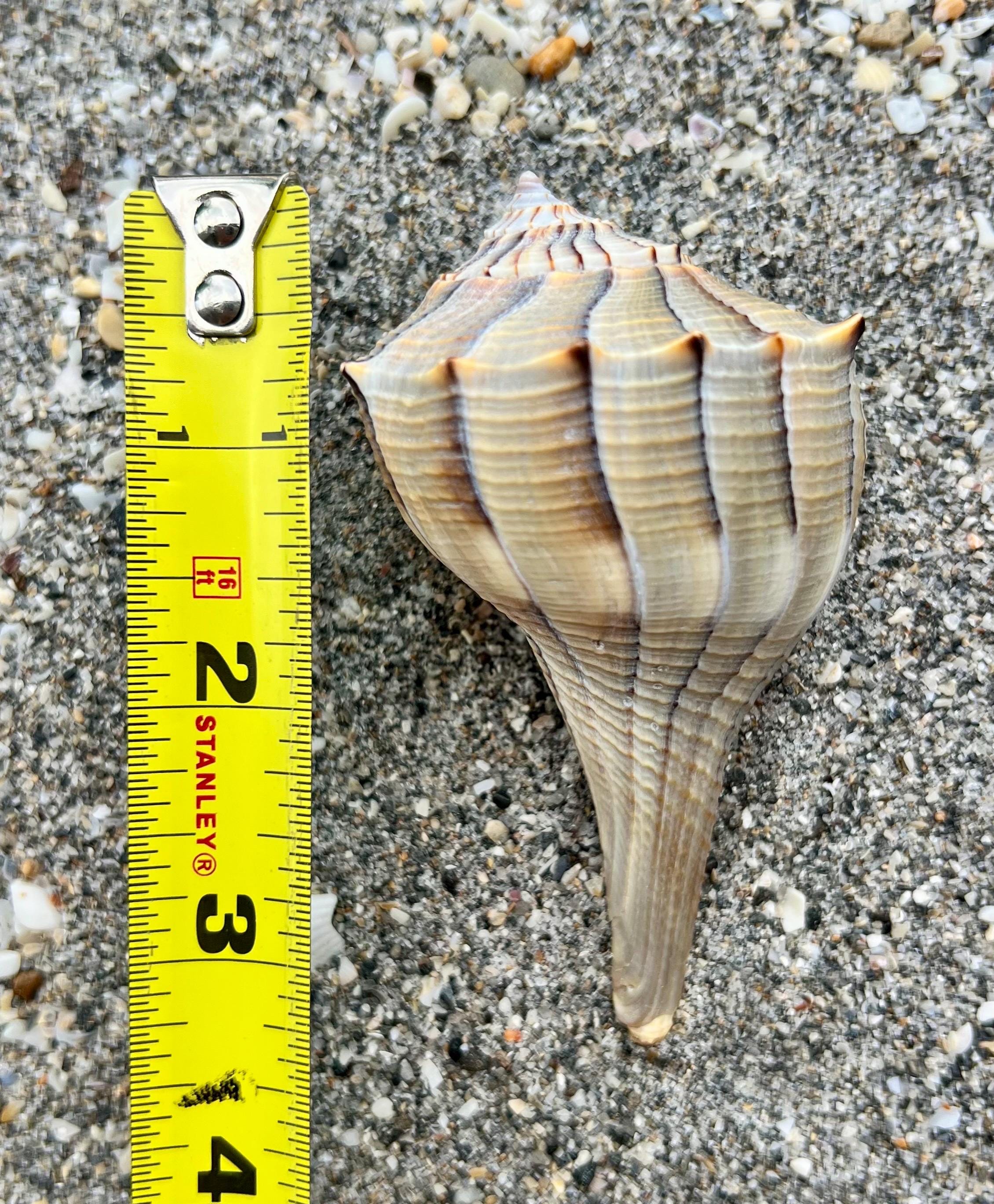 Beautiful Lightning Whelk Shells- Set of 2, Collectible Shells ...