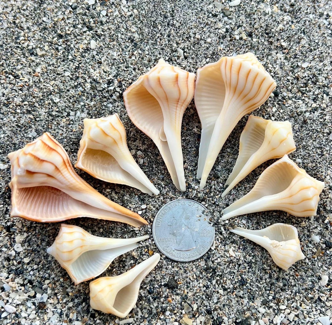 Juvenile Lightning Whelk Shells- 9 Shells, Florida Seashells, Ethically ...