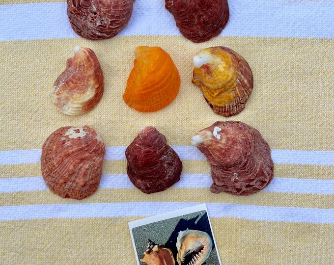 The “sanibel Six” Shells - Etsy