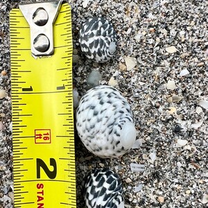 Nerite Shells- Set of 3 Shells, East Coast Shells, Four Toothed Nerite ...