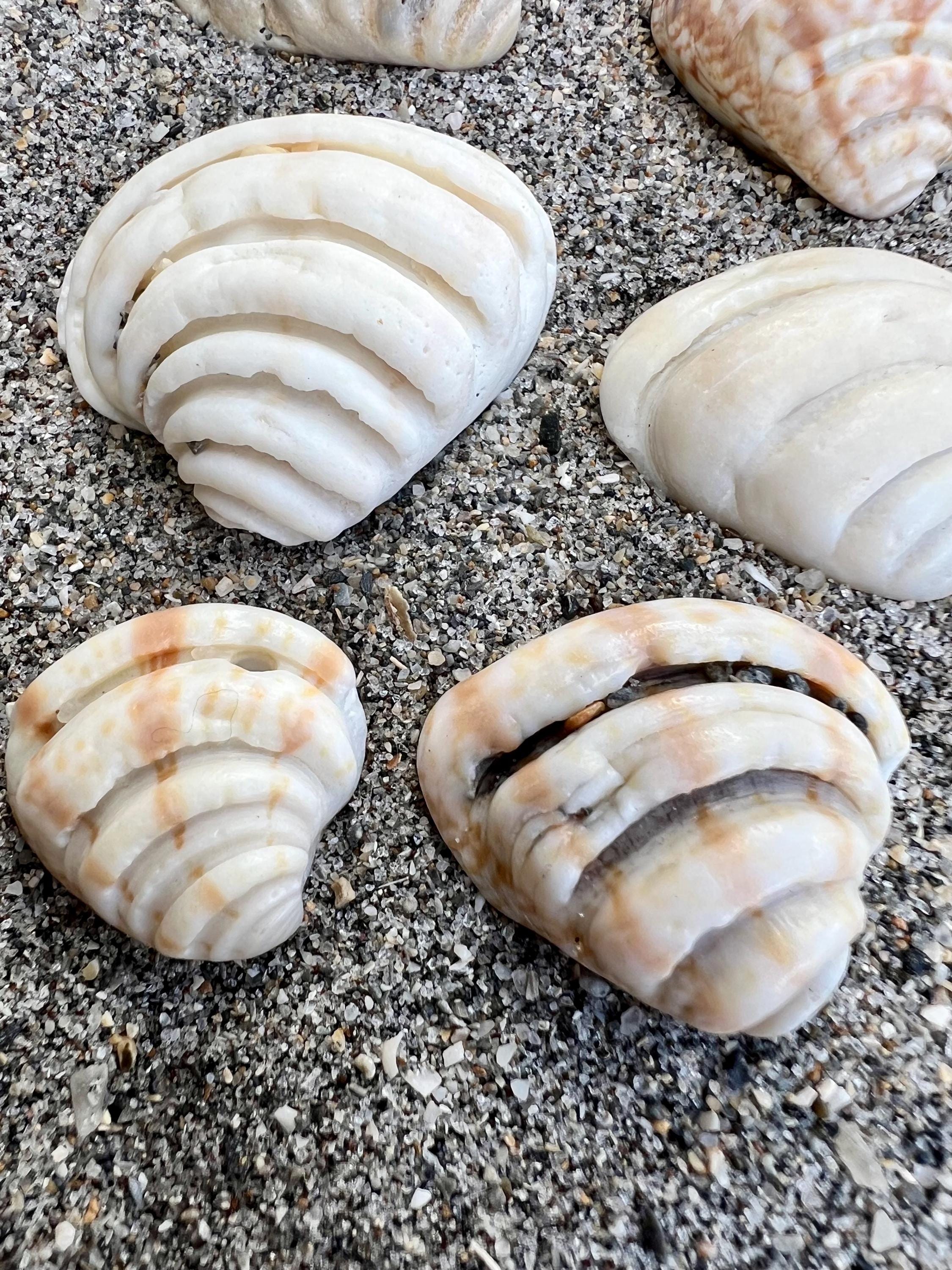 Imperial Venus Clams- 10 Shells, East Coast Shells, Ethically Hand ...