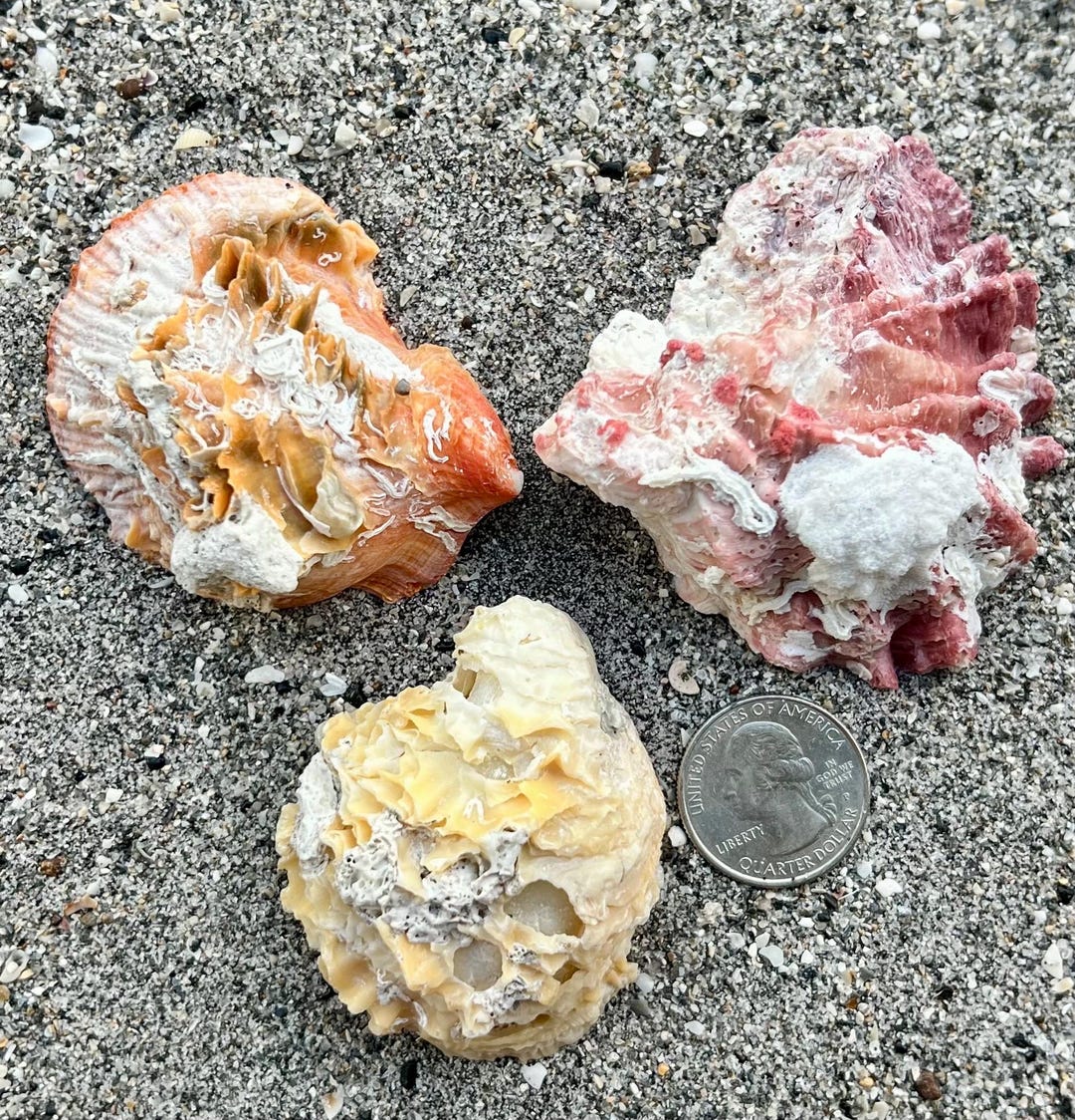 Pink, Orange, & Yellow Bivalve Shells- 3 Seashells, Ethically Hand ...