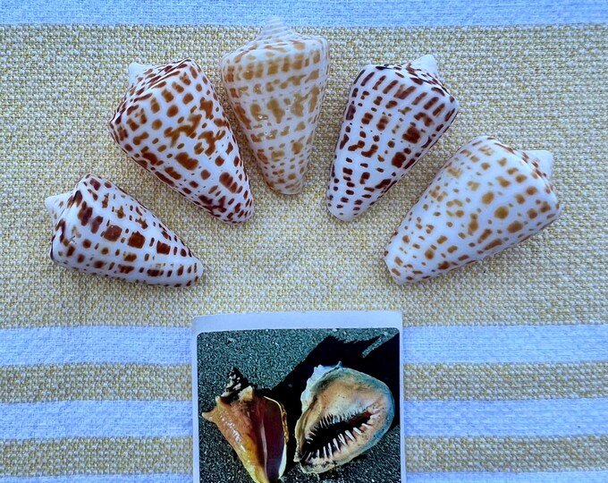 Set of 5 Alphabet Cone Shells, Florida Seashells, Collectible Shells ...
