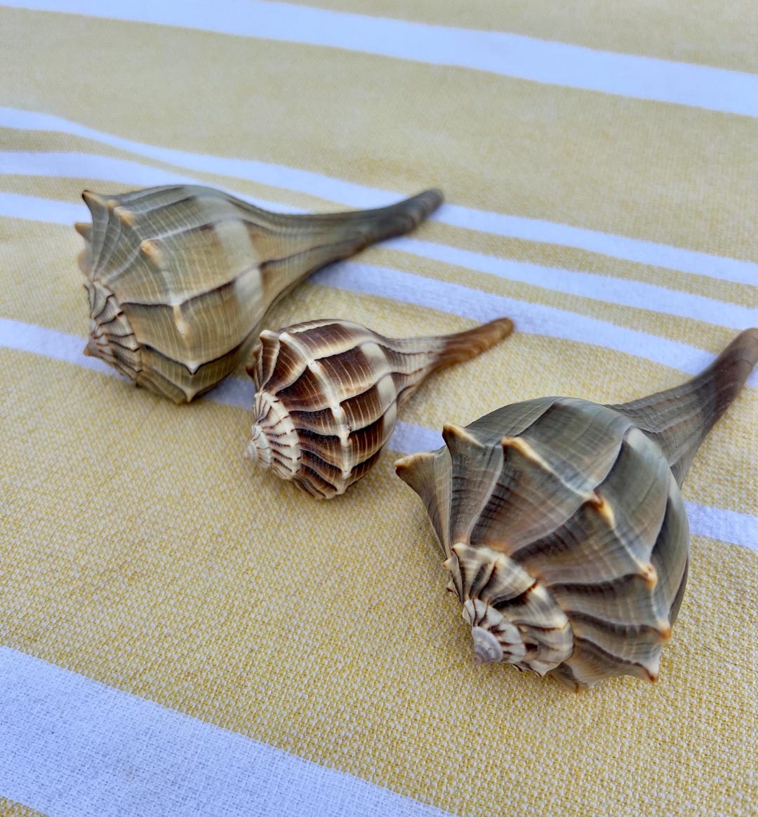 Set of 3 Lightning Whelk Shells, Florida Shells, Hand Collected Beach ...
