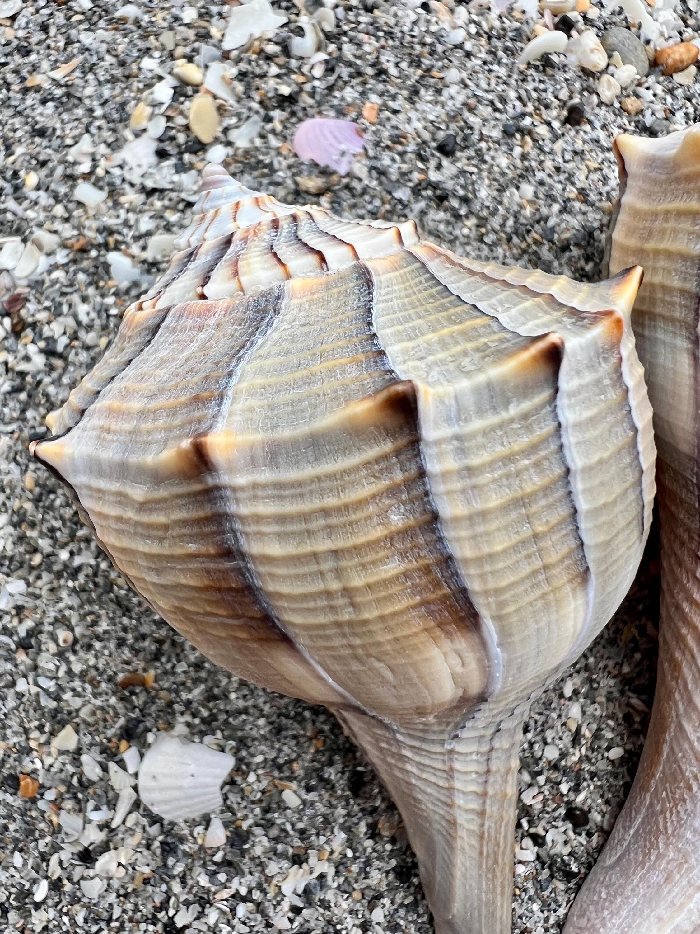 Beautiful Lightning Whelk Shells- Set of 2, Collectible Shells ...