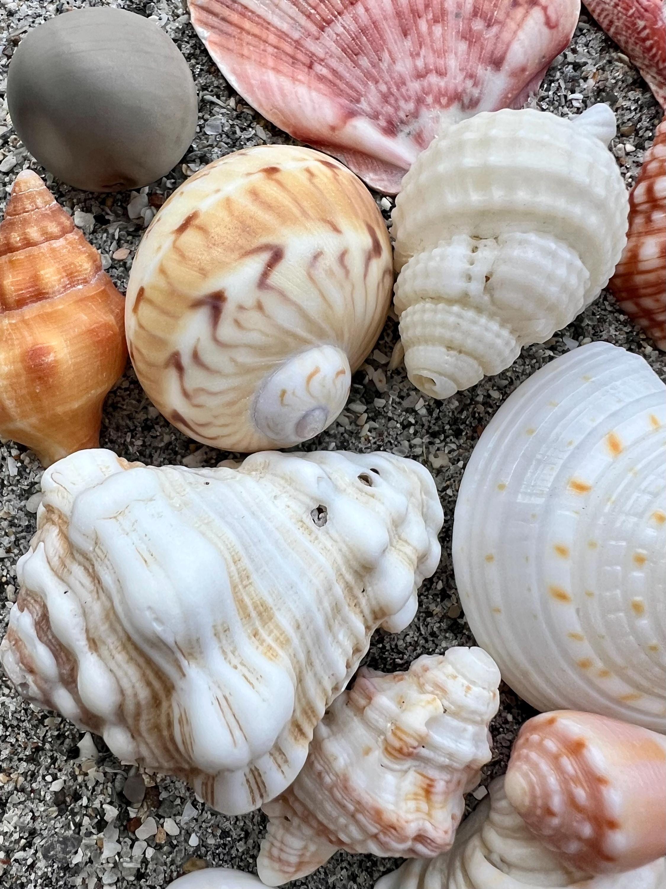 Rare, Hard to Find East Coast Shells- 19 Seashells, Includes 2 Sea ...
