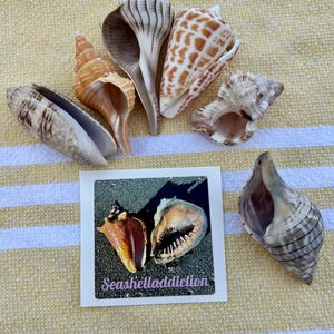 The “sanibel Six” Shells - Etsy