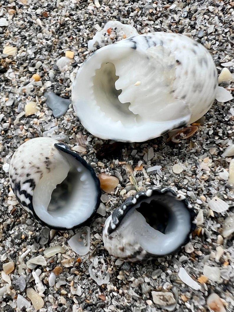 Nerite Shells- Set of 3 Shells, East Coast Shells, Four Toothed Nerite ...