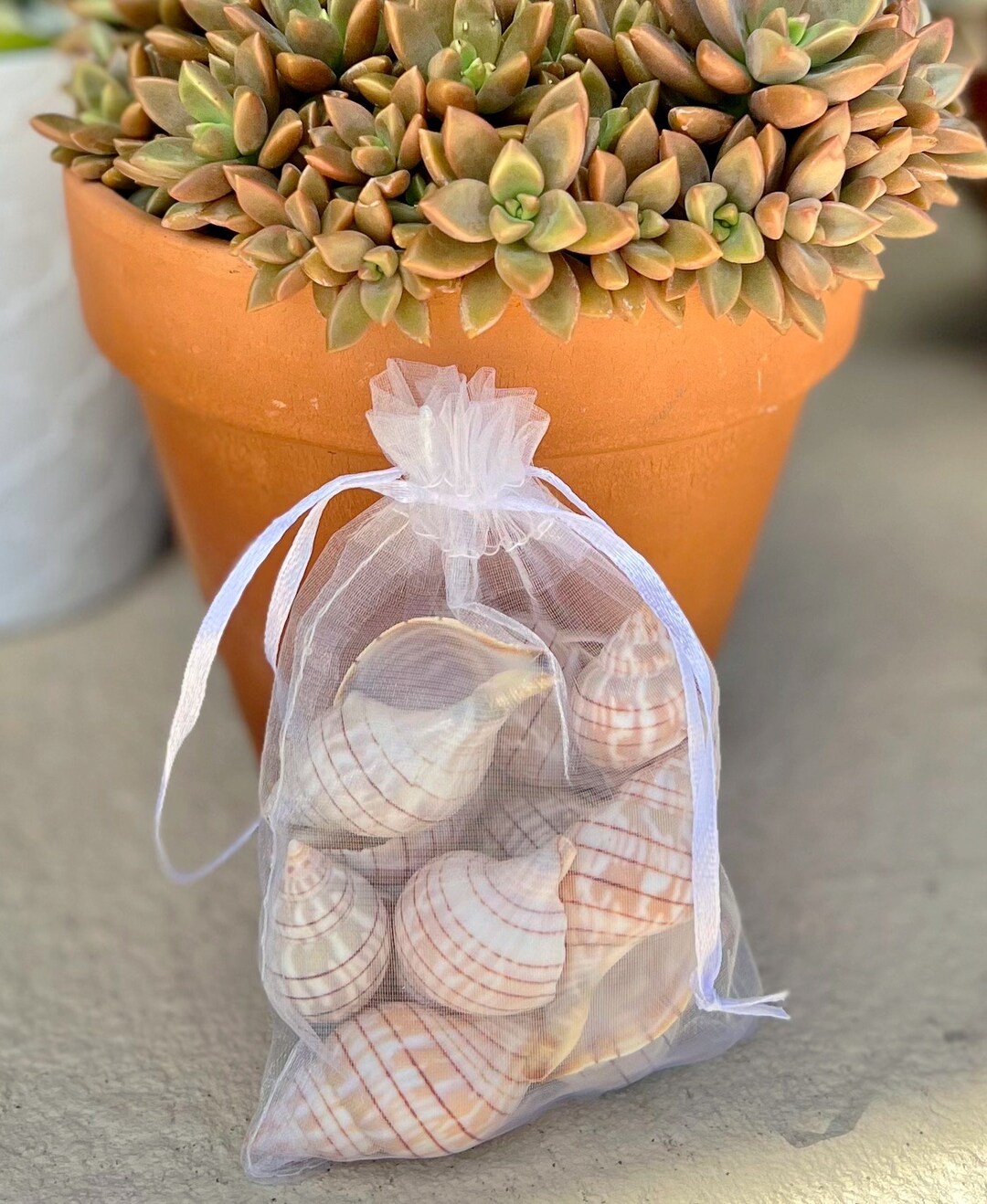 Florida Banded Tulip Shells Lot of 10 - Etsy