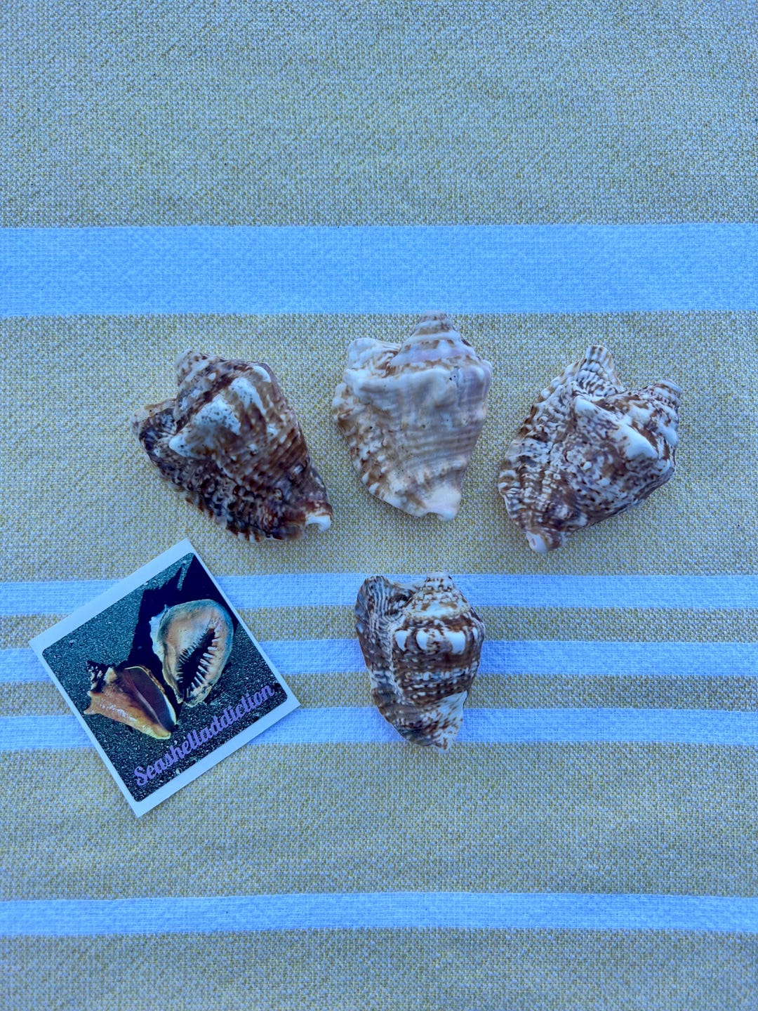 Set of Four Hawkwing Conch Shells, Florida Seashells, Lobatus Raninus ...
