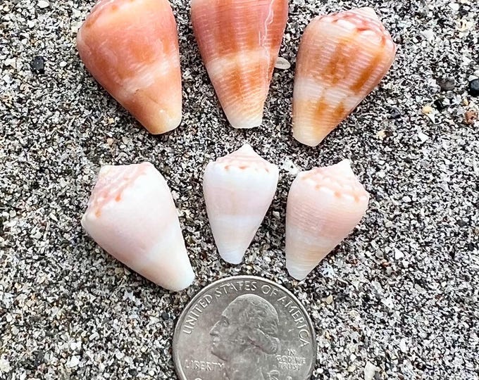 Mouse Cone Shells- 6 Seashells, Ethically Hand Collected Florida Shells ...
