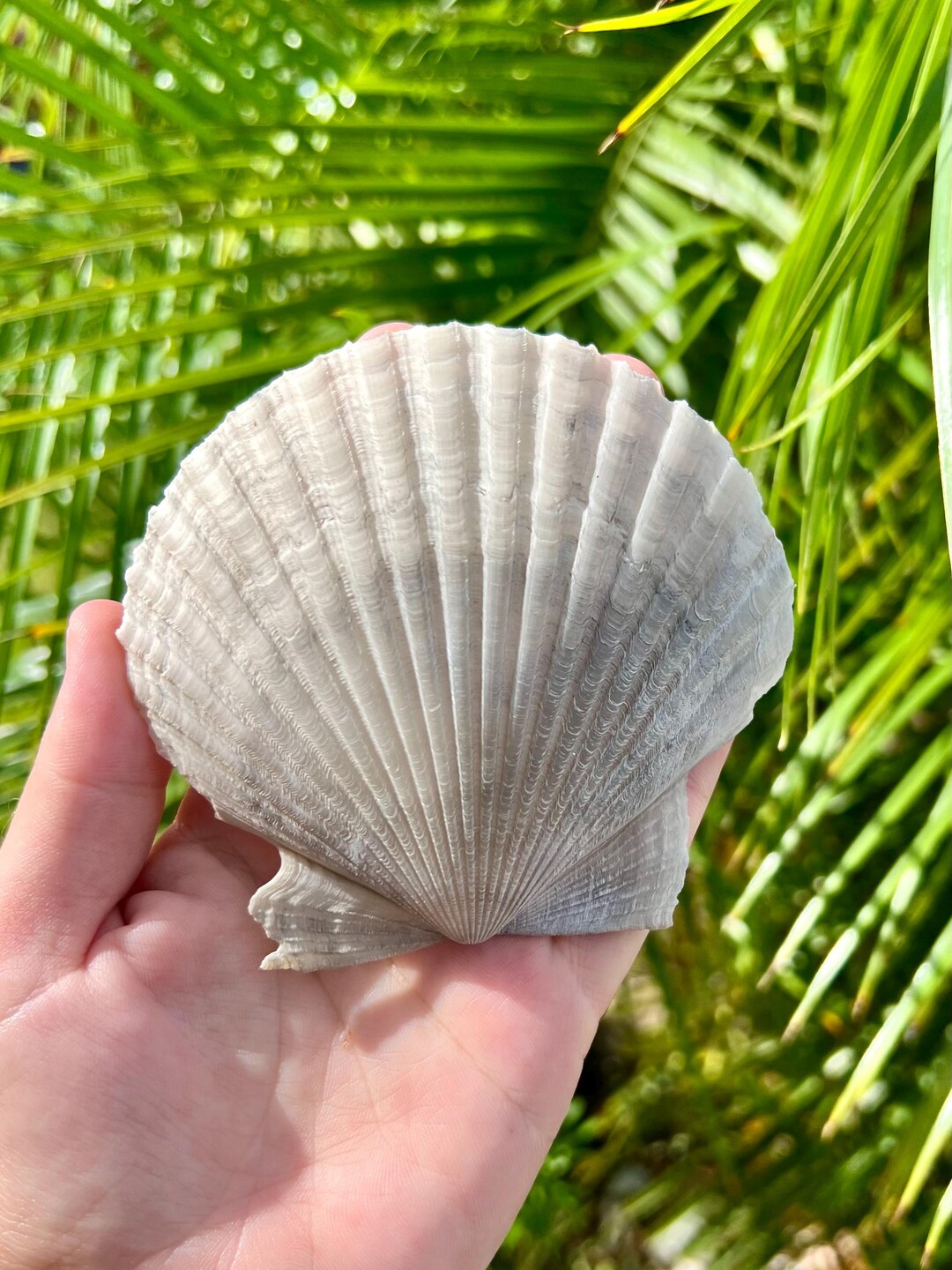 Large Fossilized Scallop Shell, Extinct Species, Found on Land in ...