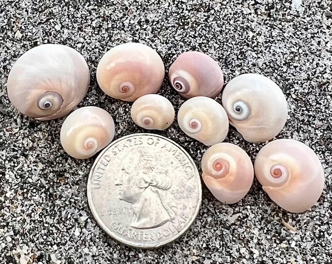 Shark Eye (moon Snail) Shells- 10 Seashells, Florida Shells - Etsy