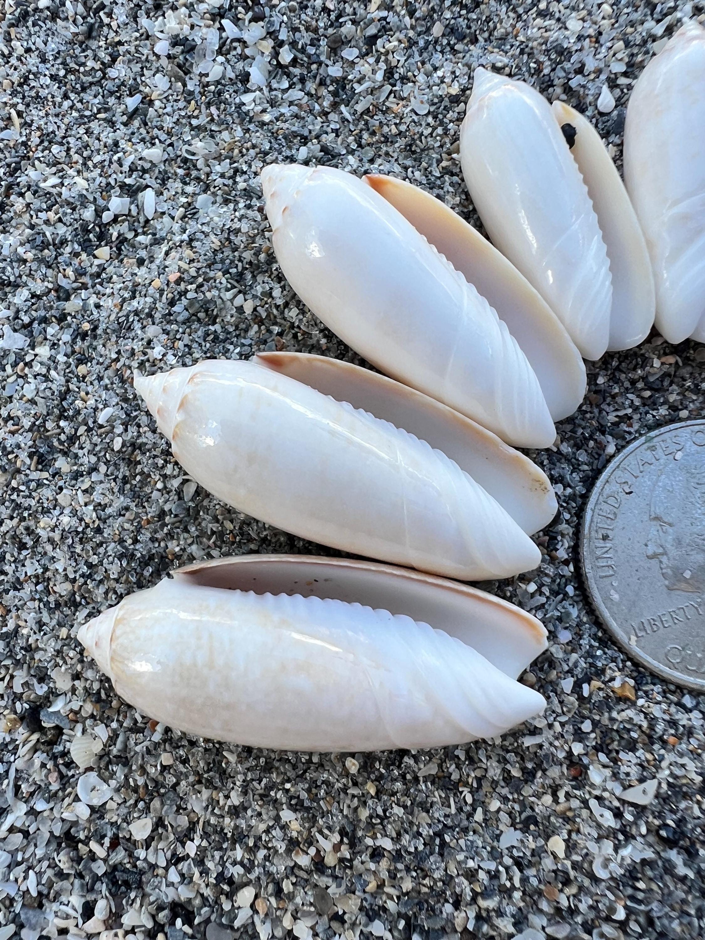 Juvenile Lettered Olive Shells- 10 Shells(growth Series), Shiny ...
