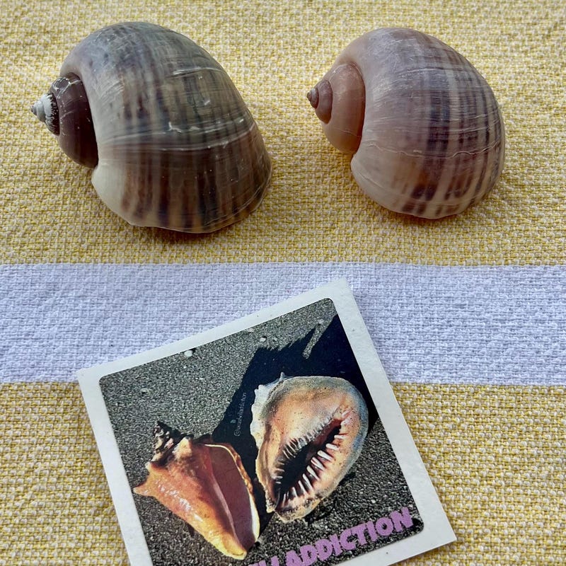 Apple Snail Shell - Etsy