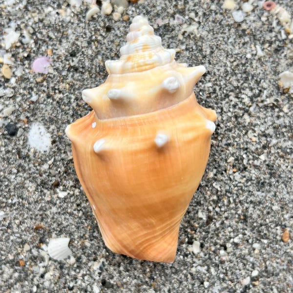 Orange Seashells - Etsy