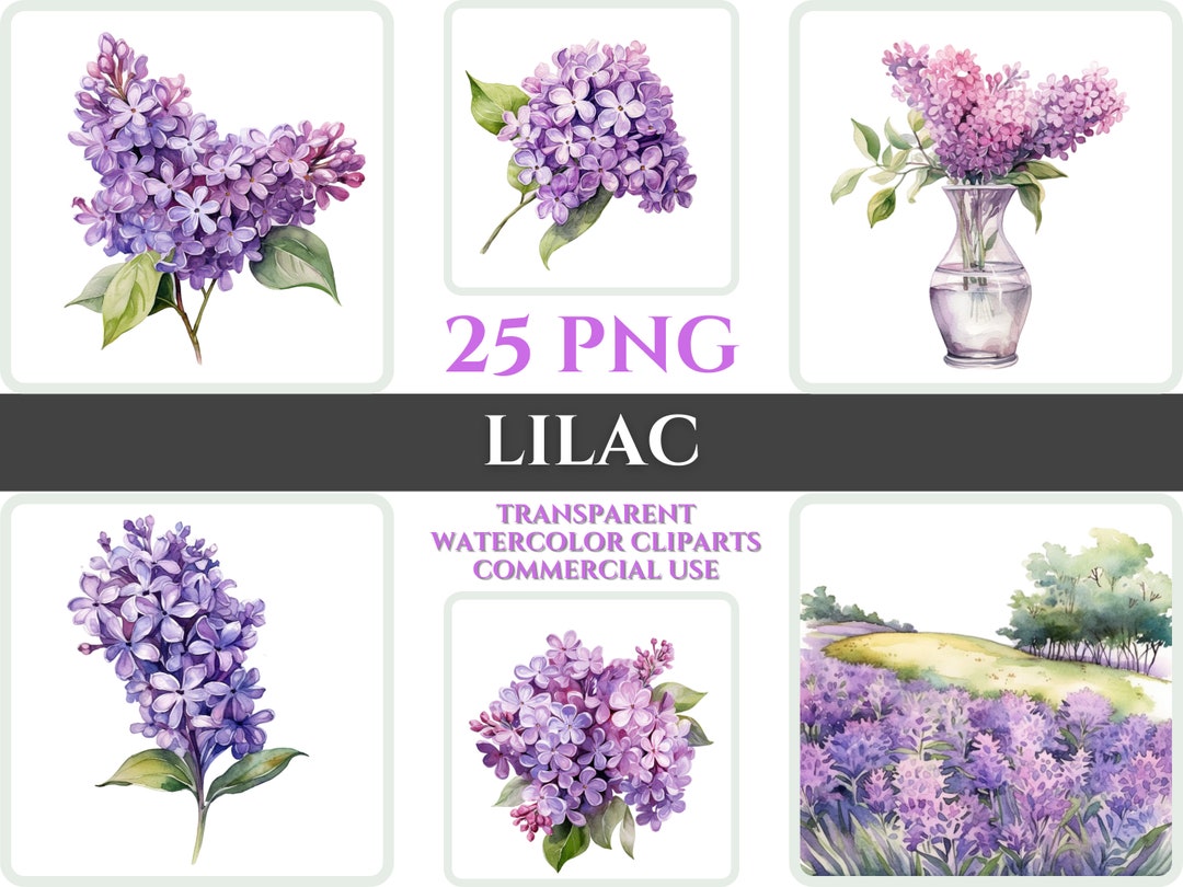 Watercolor Lilac Clipart PNG Flower Blossom Image Romantic File ...