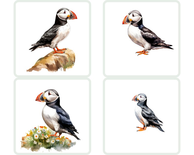 Watercolor Puffin Clipart Bundle, Colorful Bird PNG (digital Printable ...