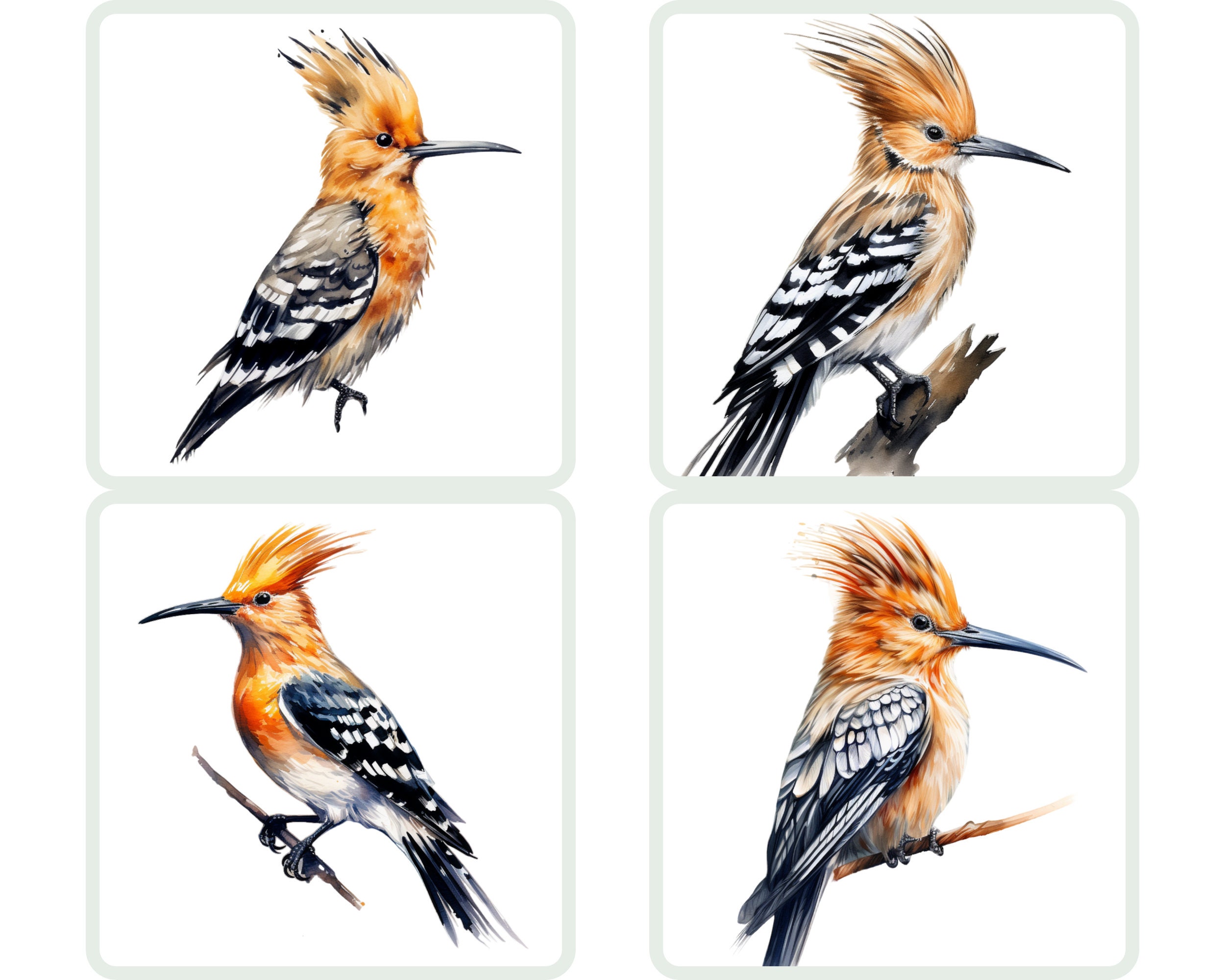 Watercolor Hoopoe Clipart Majestic Orange Bird Fly Bundle - Etsy