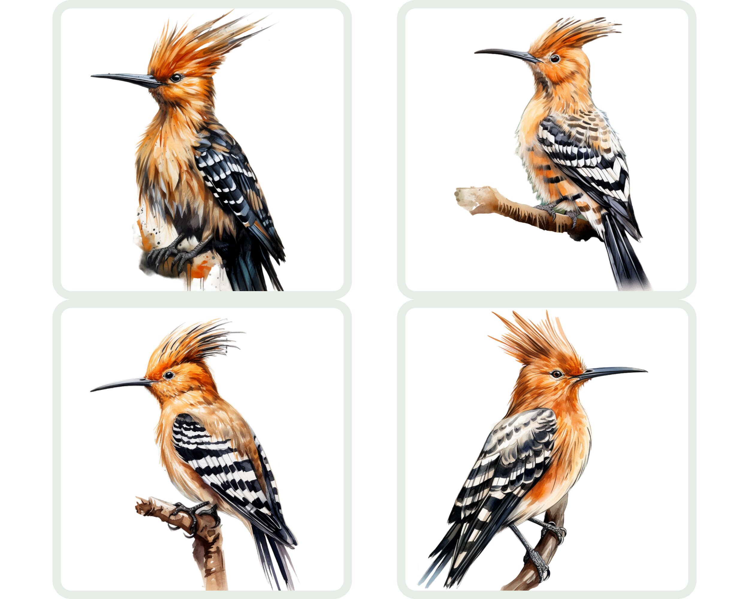 Watercolor Hoopoe Clipart Majestic Orange Bird Fly Bundle - Etsy