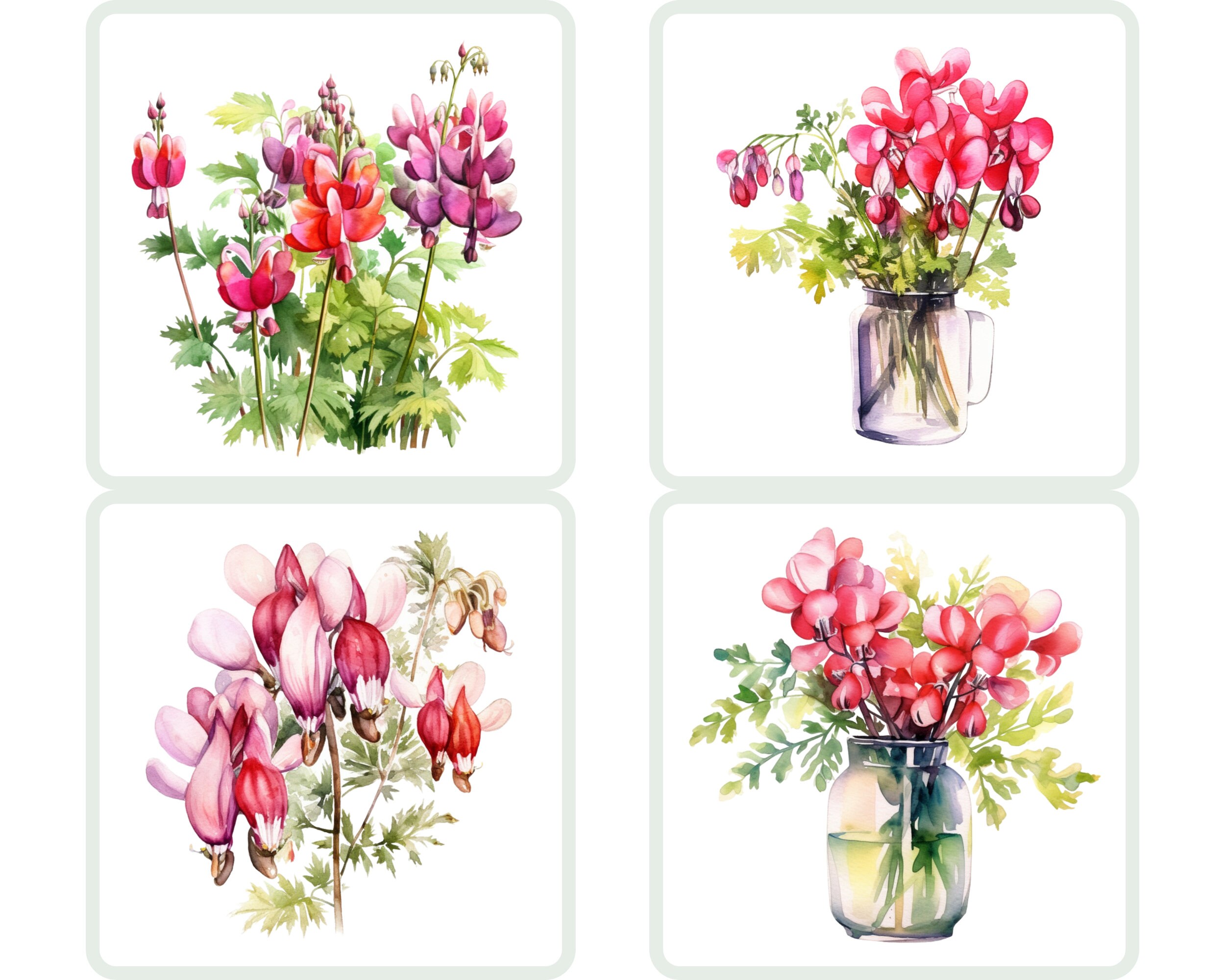 Watercolor Bleeding Heart Clipart PNG Flower Blossom Image - Etsy