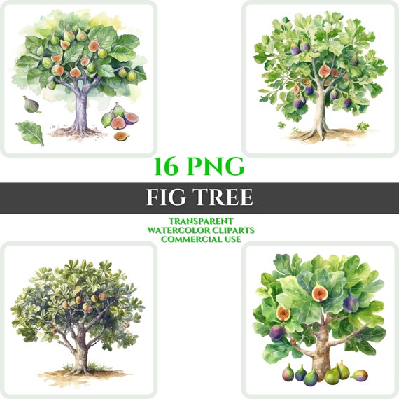 Fig Tree Clipart