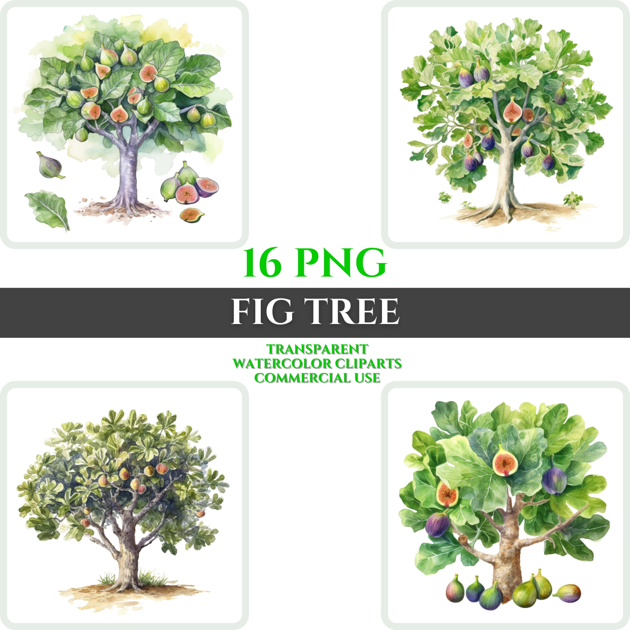 Fig Tree Clip Art