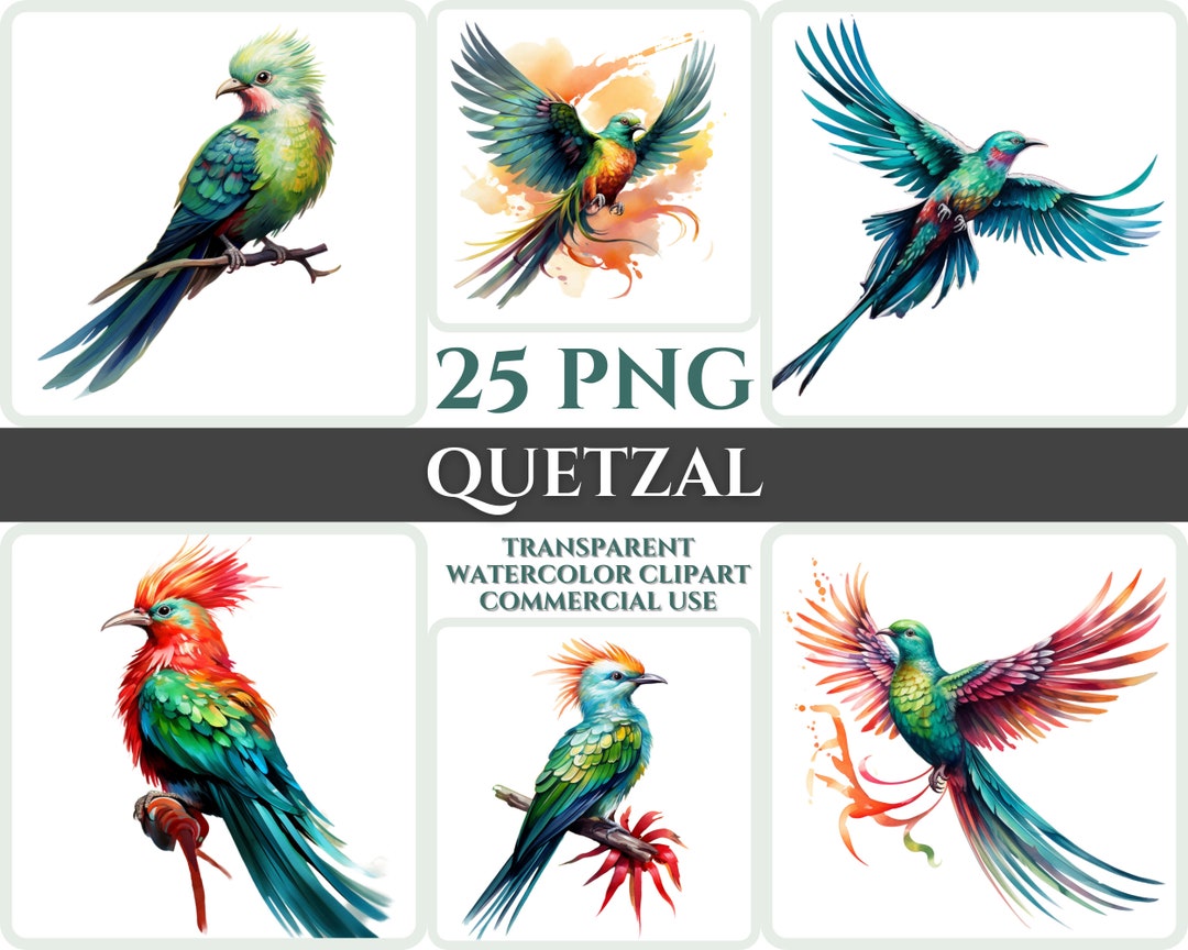 Watercolor Quetzal Clipart Bundle: Majestic Bird PNG (digital Printable ...