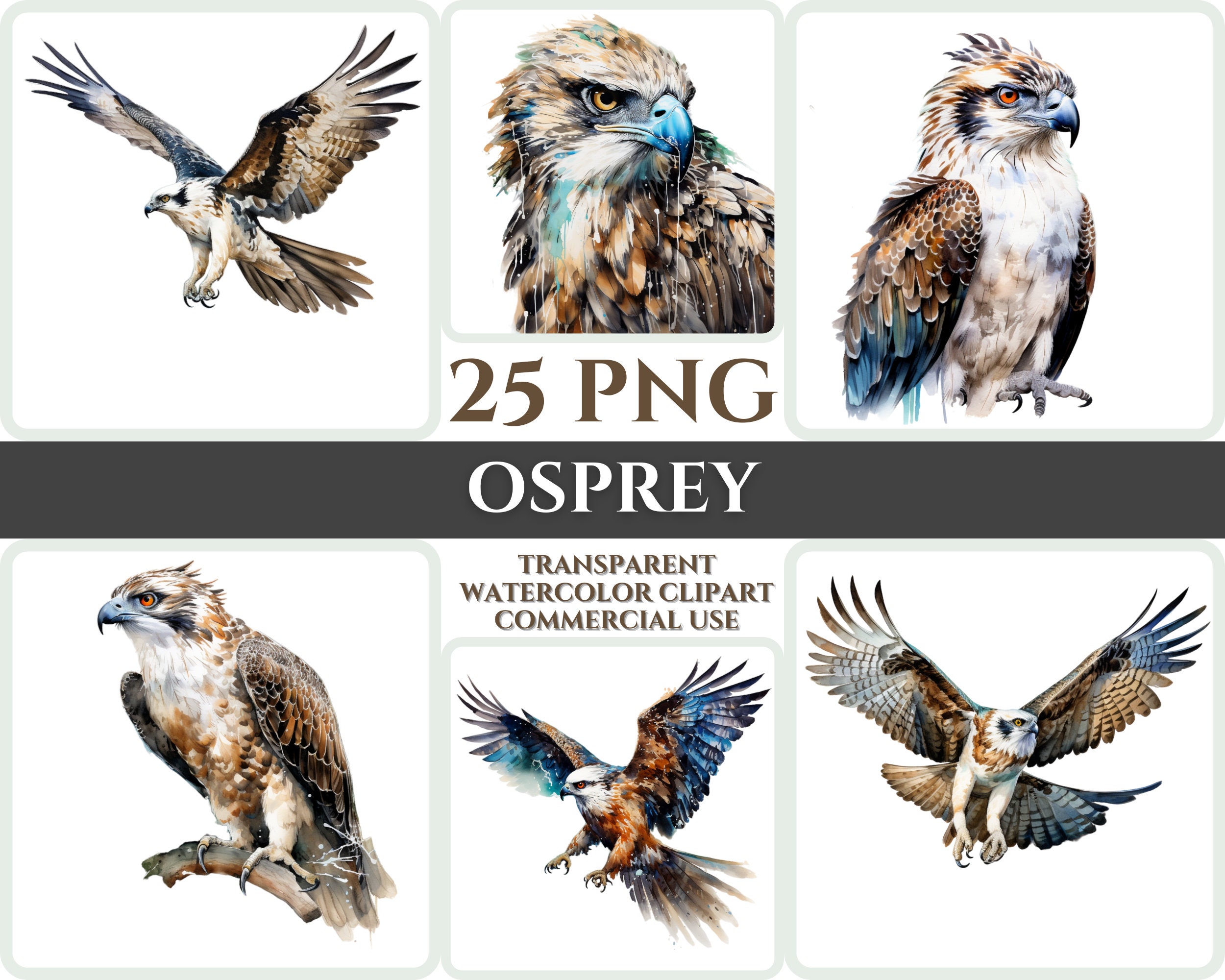 Watercolor Osprey Clipart Bundle, Feather Bird PNG (digital Download ...