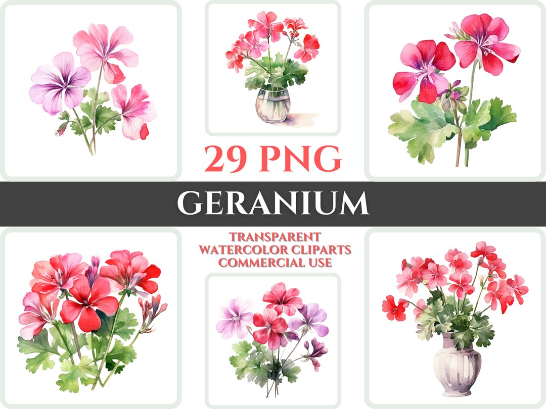 Watercolor Geranium Clipart PNG Flower Blossom Image Romantic File ...