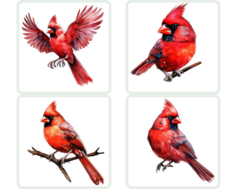 Watercolor Cardinal Clipart Majestic Red Bird Flying Bundle Sublimation ...