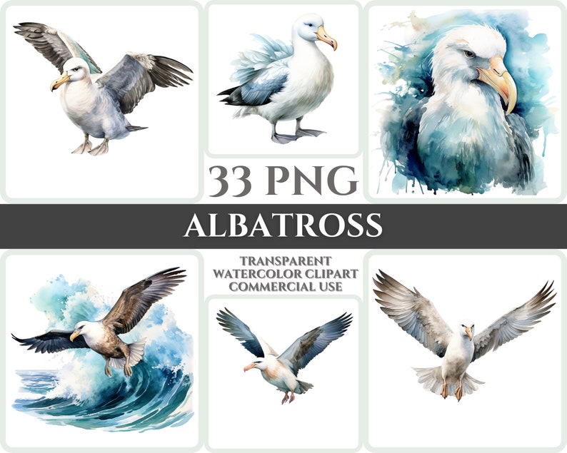 Watercolor Albatross Clipart Bundle, Bird PNG Images (digital Download ...