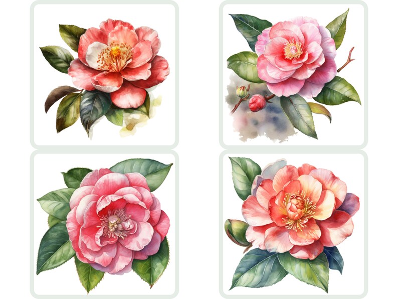 Watercolor Camellia Clipart PNG Flower Blossom Image Romantic - Etsy