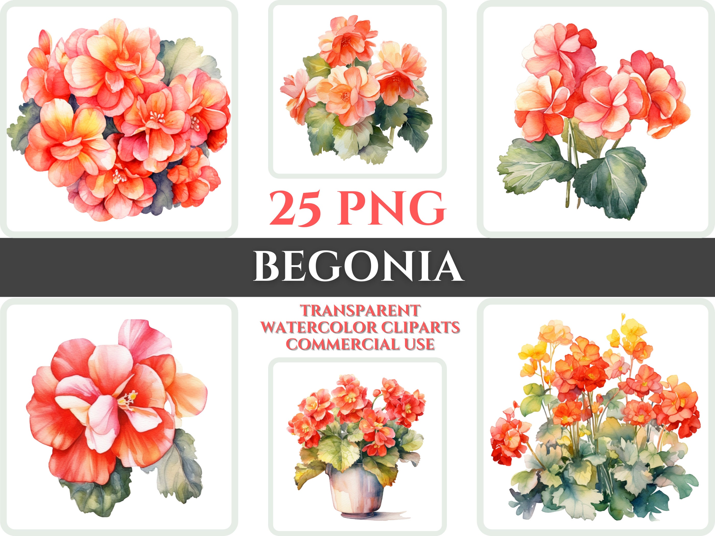 Watercolor Begonia Clipart PNG Flower Blossom Image Romantic File ...