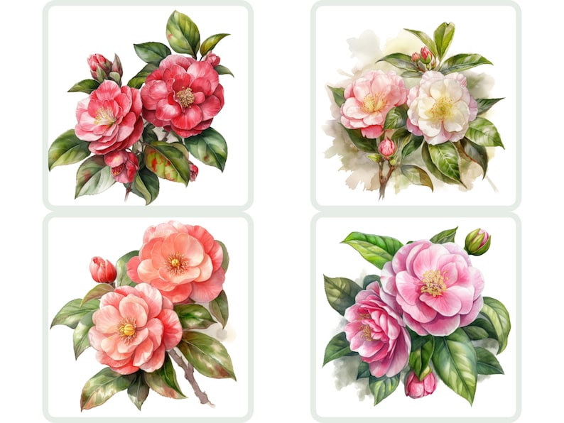 Watercolor Camellia Clipart PNG Flower Blossom Image Romantic - Etsy