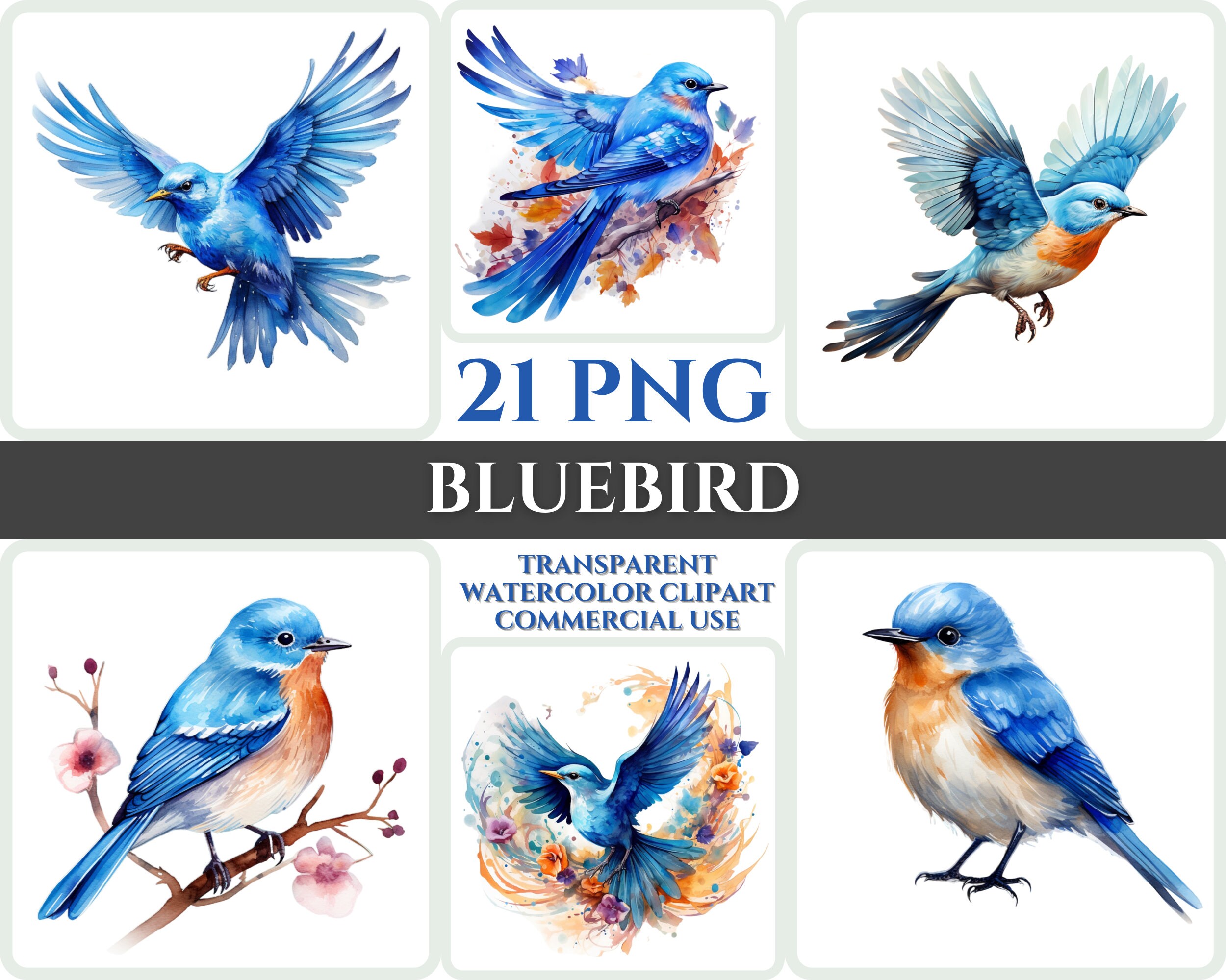 Watercolor Bluebird Clipart Bundle, Feather Design (digital Printable ...