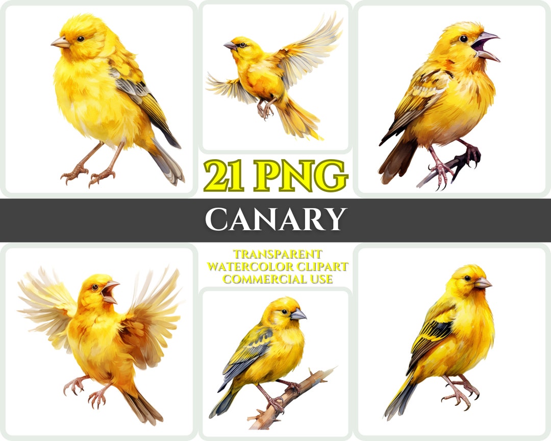 Watercolor Canary Clipart Majestic Yellow Bird Fly Bundle Sublimation ...