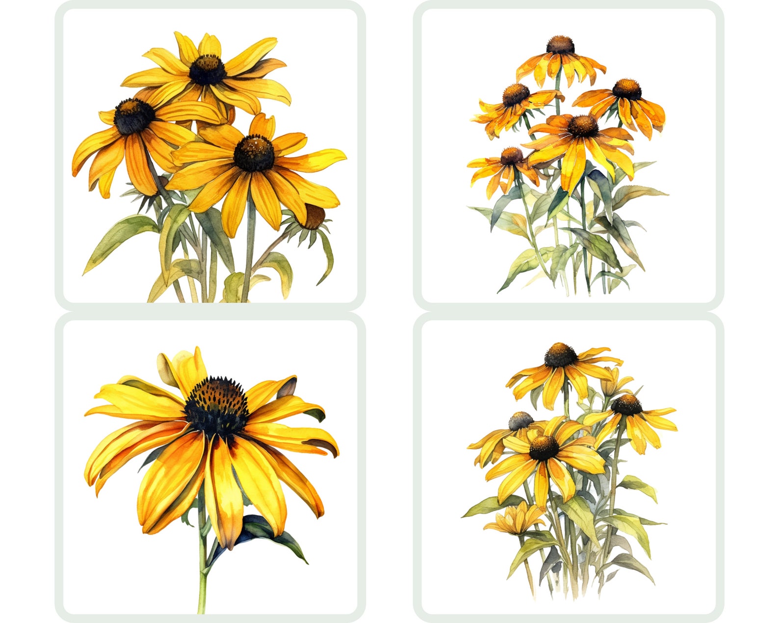 Watercolor Black Eyed Susan Clipart, 25 PNG Flower Images (digital ...