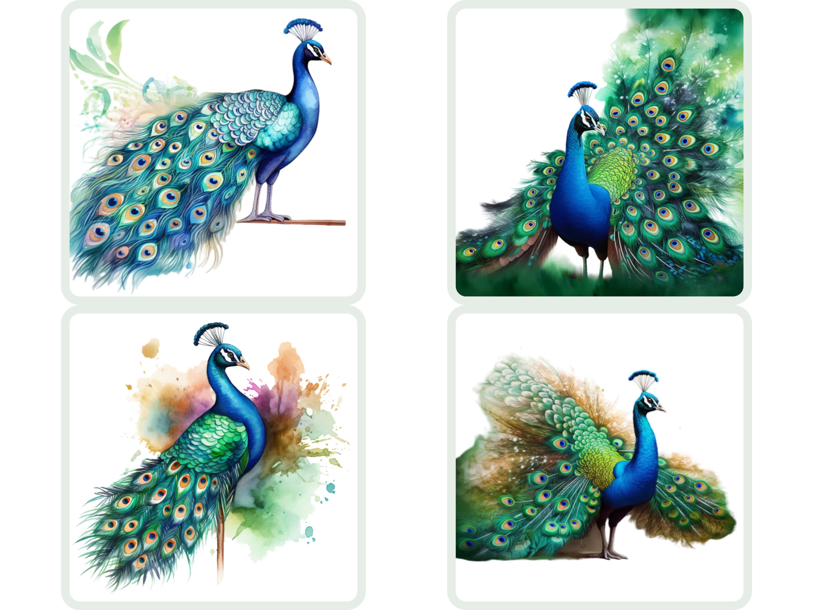 Watercolor Peacock Clipart Bundle, Nursery Decor (digital Download) - Etsy