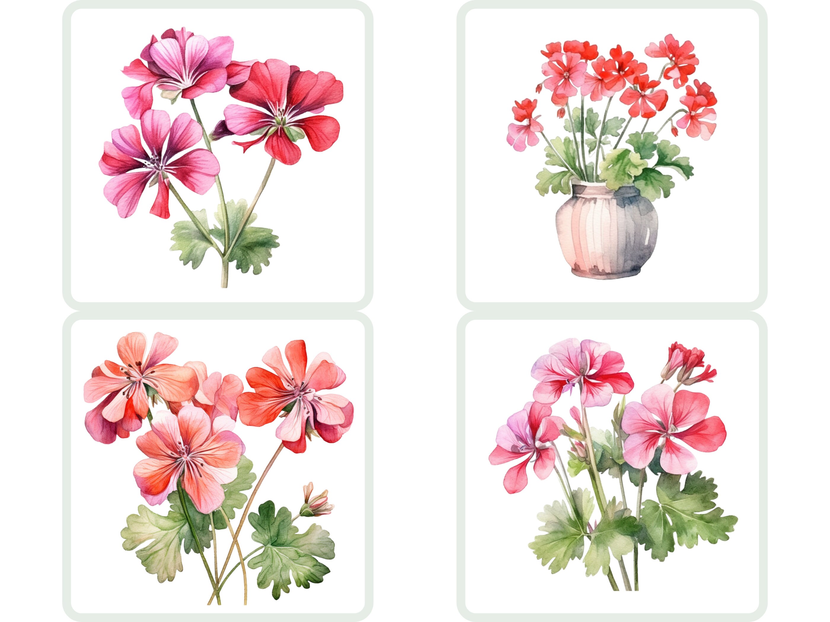 Watercolor Geranium Clipart PNG Flower Blossom Image Romantic File ...