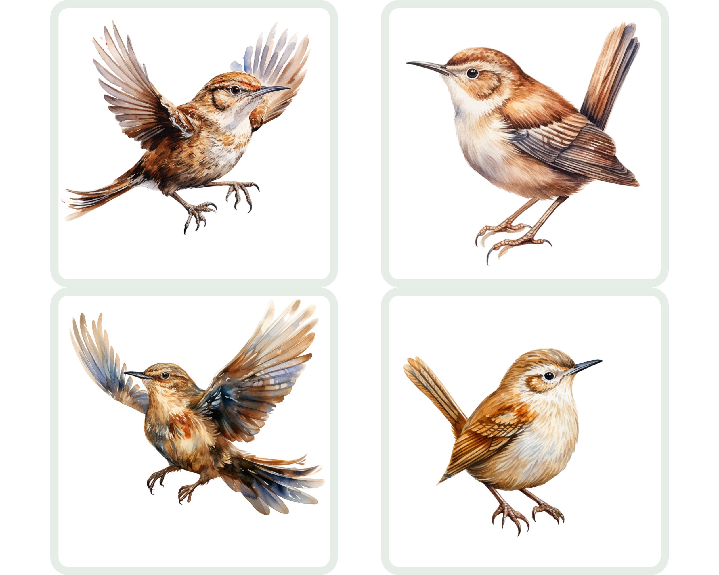 Watercolor Wren Clipart Bundle, Bird PNG Graphics (digital Printable ...