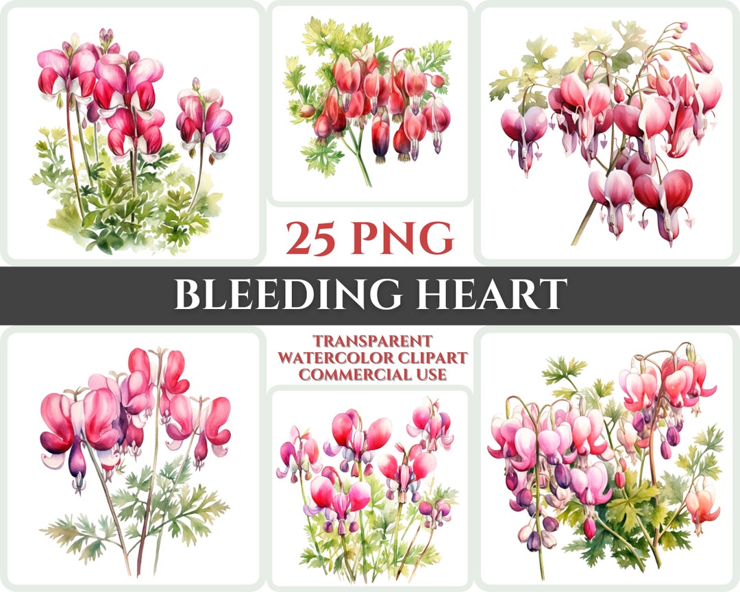 Watercolor Bleeding Heart Clipart PNG Flower Blossom Image Romantic ...